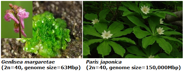 Structural Genomics – Plant Genetics and Genomics Lab